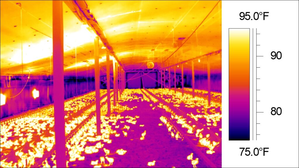 Managing day-old chicks’ thermal environment for optimum health and ...
