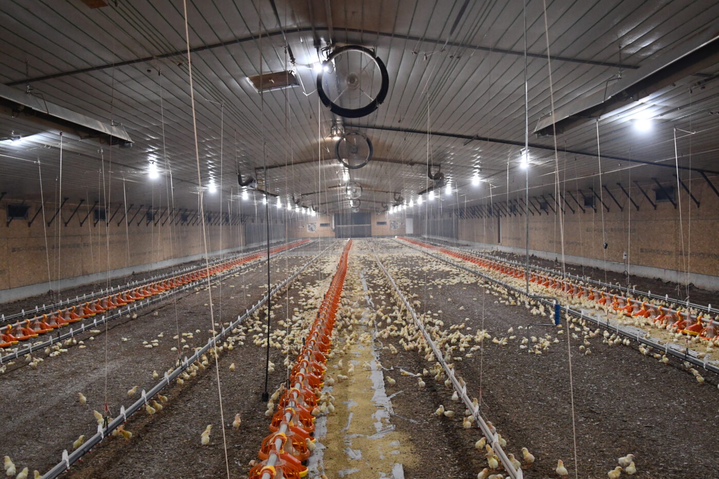 Managing day-old chicks’ thermal environment for optimum health and ...