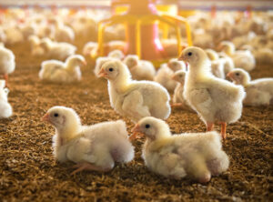 New app uses feces photos to help diagnose poultry diseases - Modern ...
