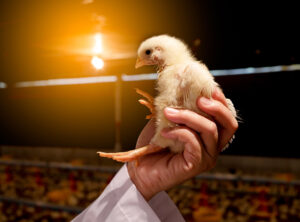 Phibro Animal Health Corporation - Modern Poultry