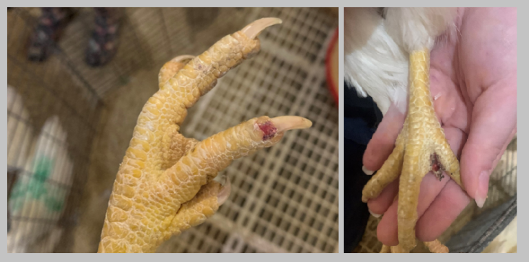 Beak to toes: Impact, causes, and prevention of toe pecking in laying ...