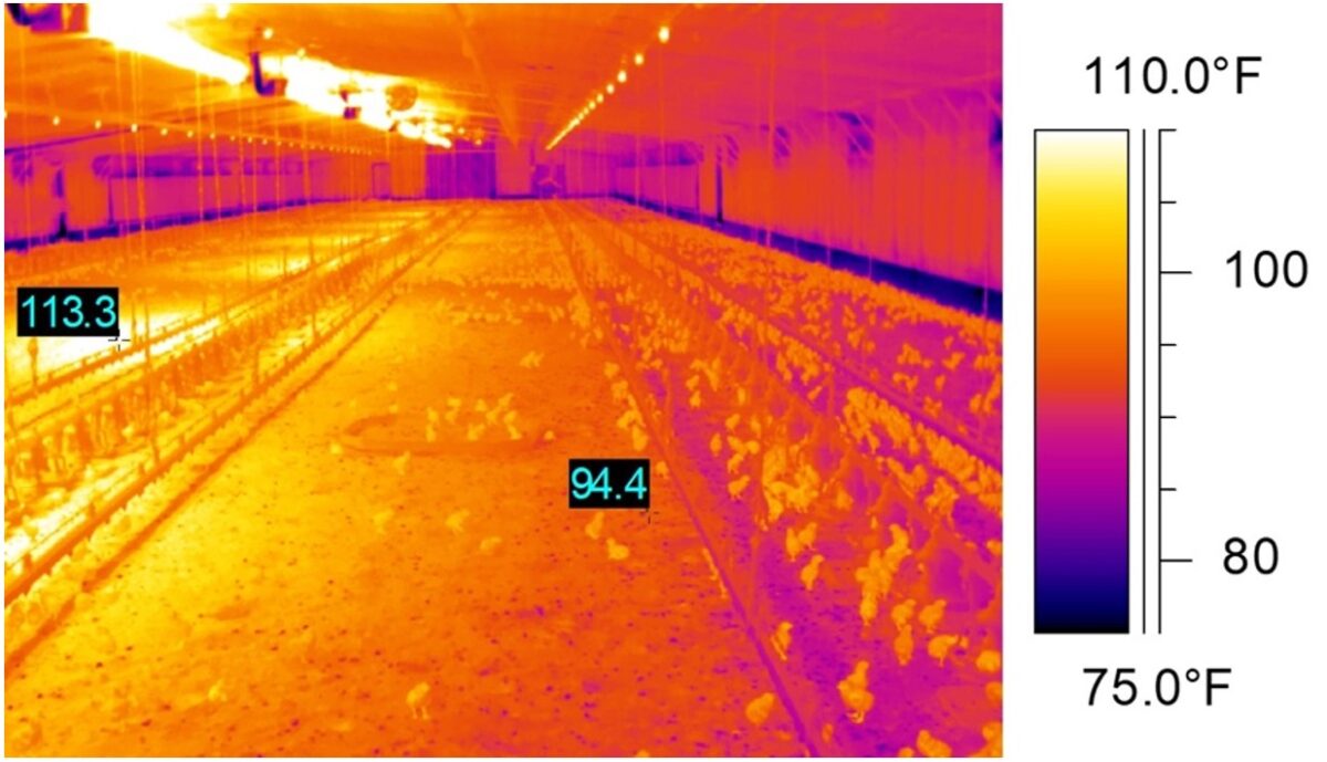 Radiant heating: achieving a more efficient approach - Modern Poultry
