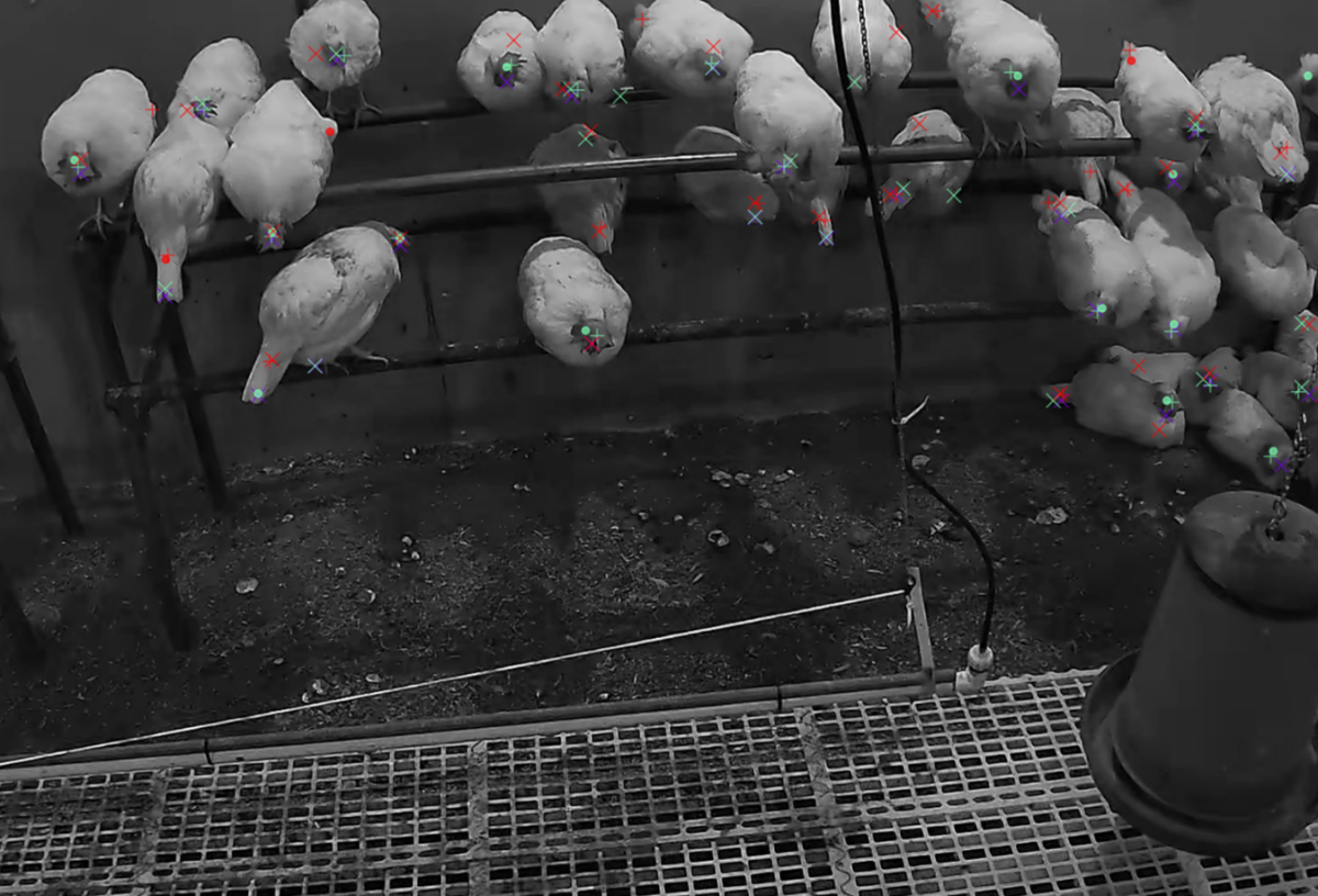 The potential roles of artificial intelligence in poultry welfare ...