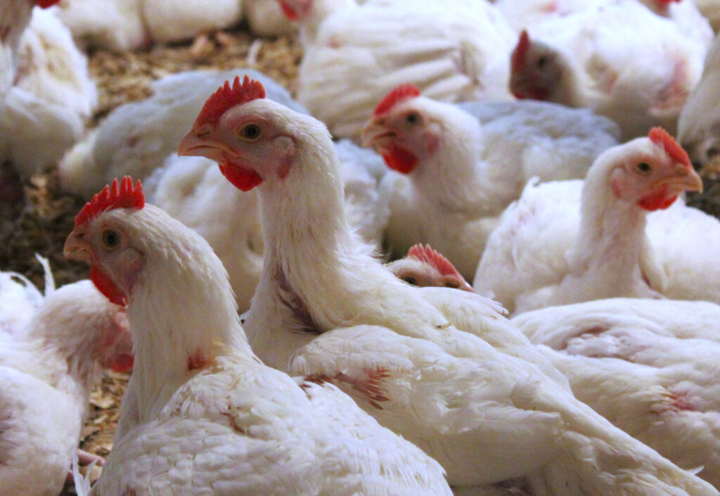 Pre-slaughter welfare of broilers - Modern Poultry
