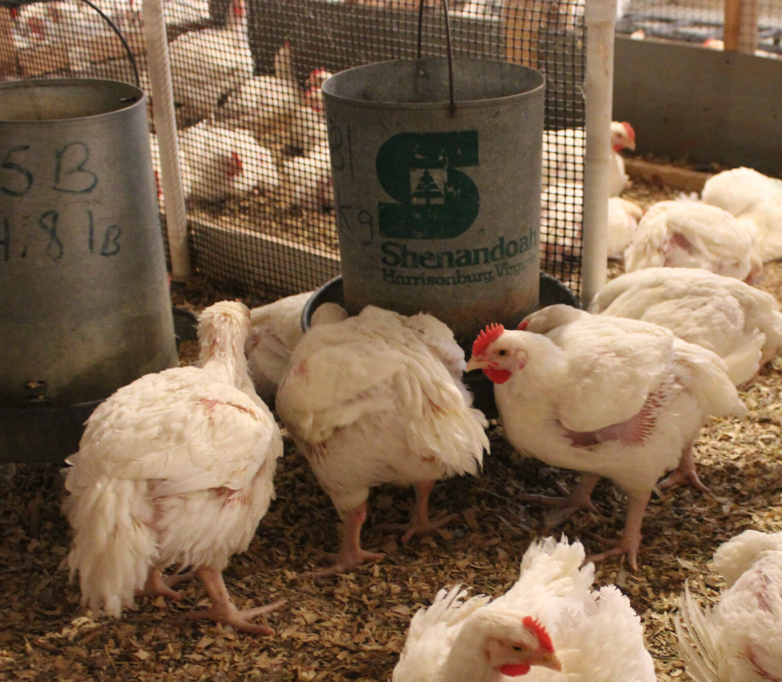 Pre-slaughter welfare of broilers - Modern Poultry