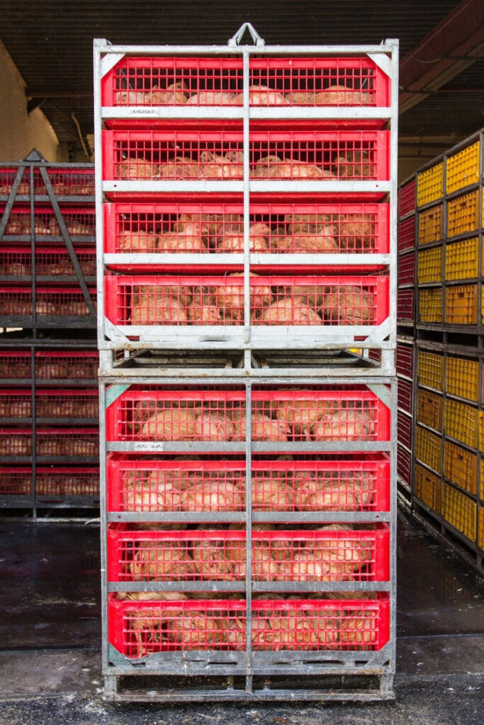 Pre-slaughter welfare of broilers - Modern Poultry