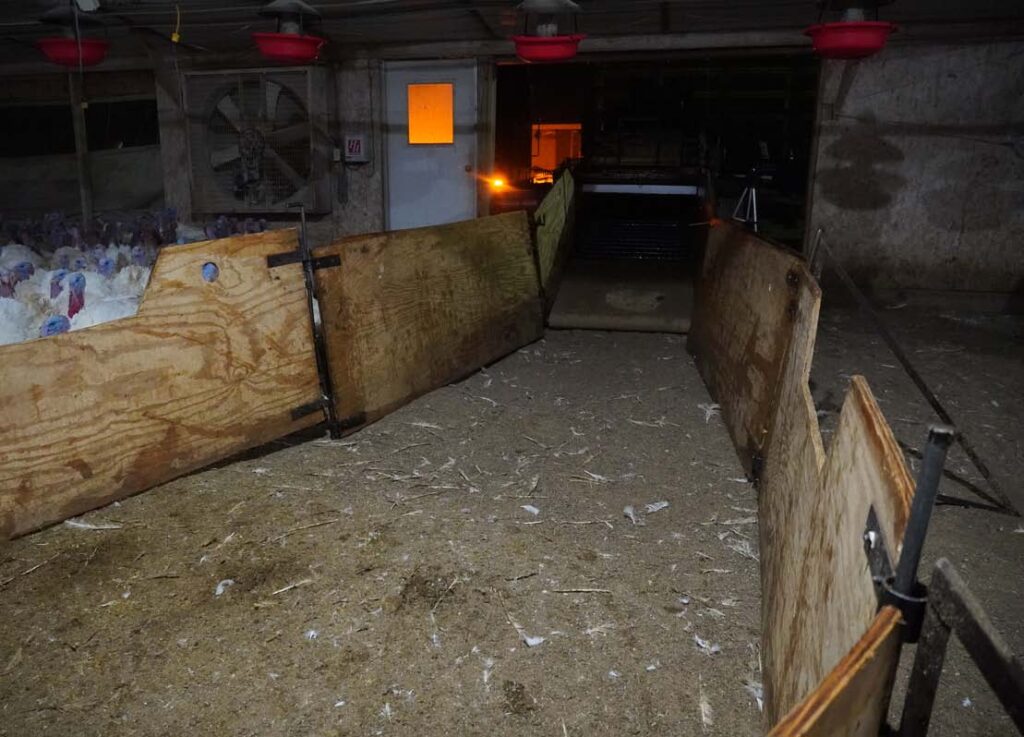 Improving the welfare of turkeys during live haul - Modern Poultry