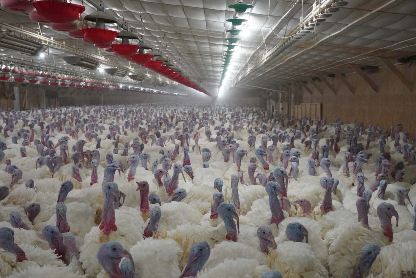 Improving the welfare of turkeys during live haul - Modern Poultry