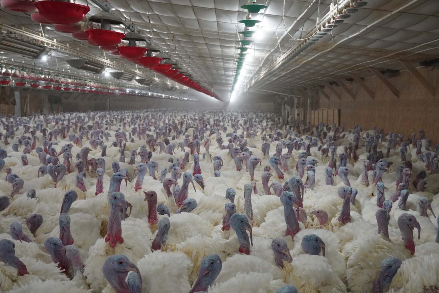 Improving the welfare of turkeys during live haul - Modern Poultry
