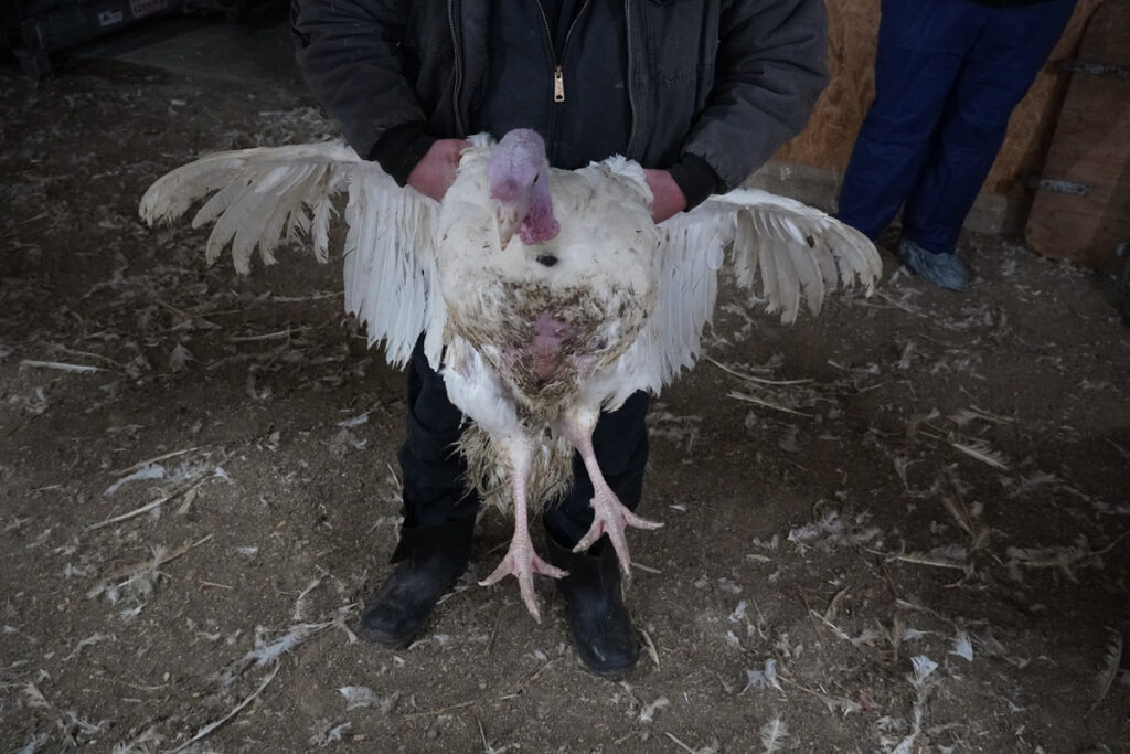 Improving the welfare of turkeys during live haul - Modern Poultry