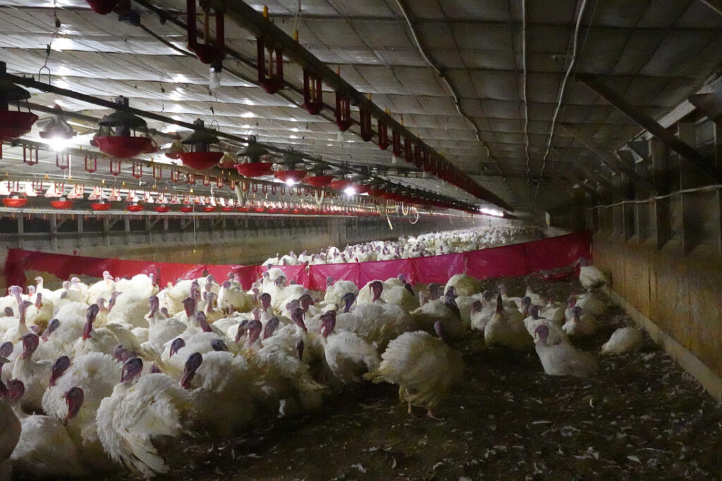 Improving the welfare of turkeys during live haul - Modern Poultry