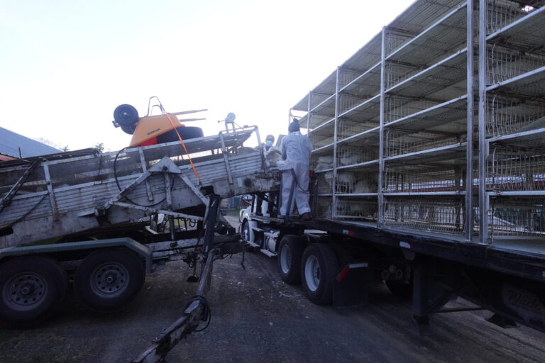 Improving the welfare of turkeys during live haul - Modern Poultry