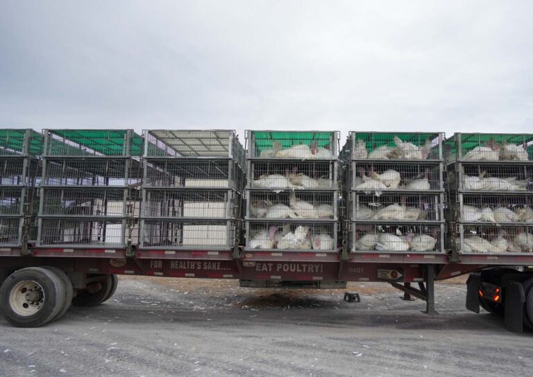Improving the welfare of turkeys during live haul - Modern Poultry