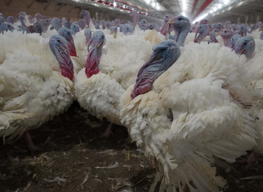 Improving the welfare of turkeys during live haul - Modern Poultry