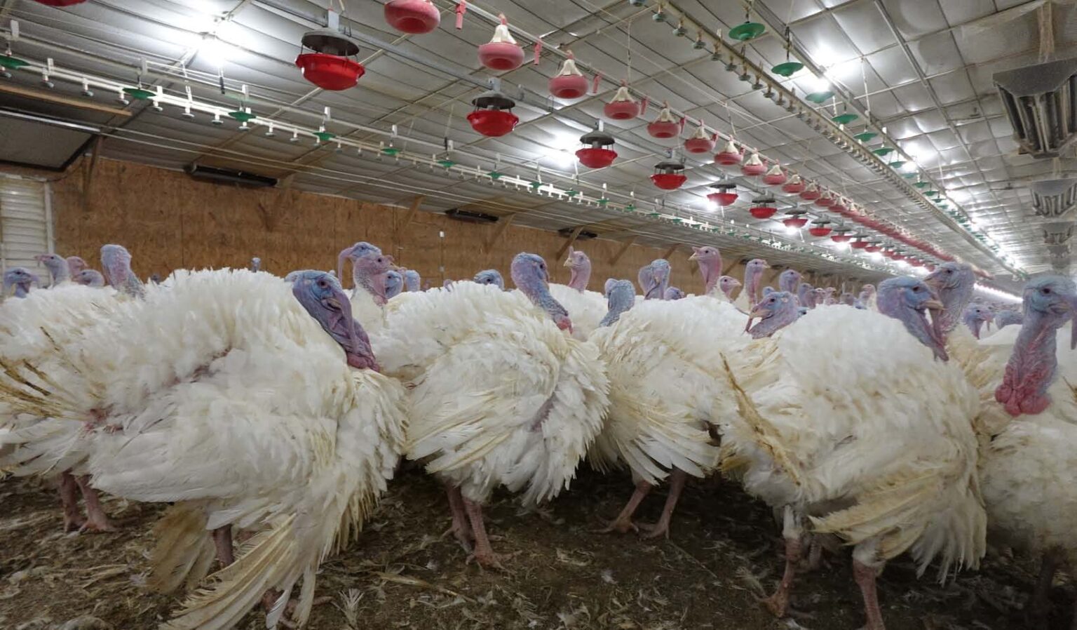 Improving the welfare of turkeys during live haul - Modern Poultry