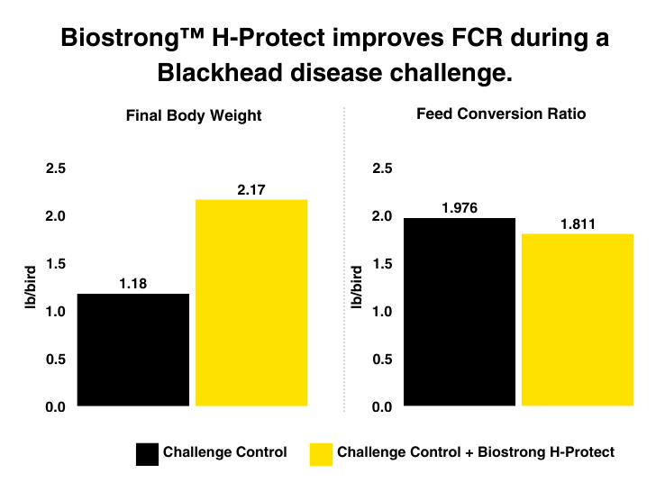 Cargill’s Biostrong™ H-Protect supports turkey performance, helps ...