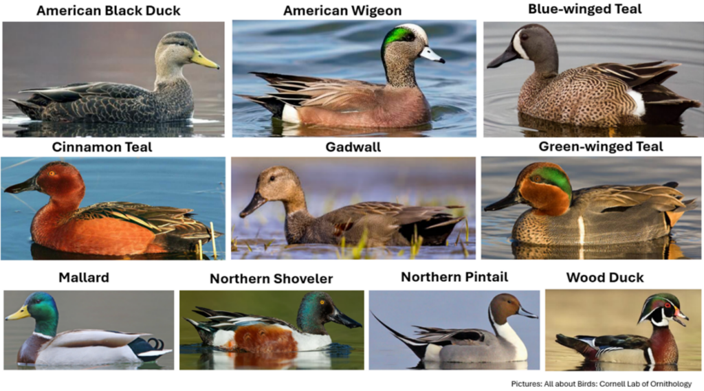 Dabbling ducks and disease: tracking migration timing, HPAI risk ...