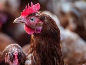 Beak trimming of hens: Practices, welfare concerns and alternatives ...