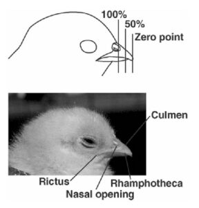 Beak trimming of hens: Practices, welfare concerns and alternatives ...