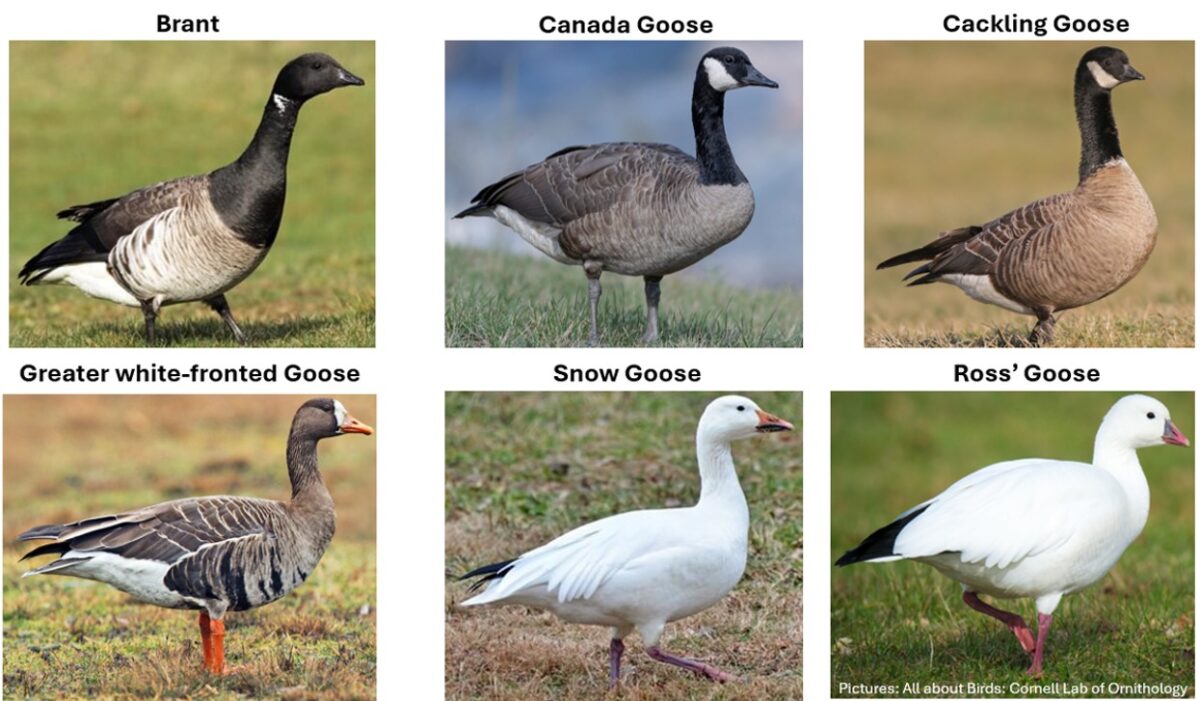 Geese and poultry disease: tracking migration timing, HPAI risk ...